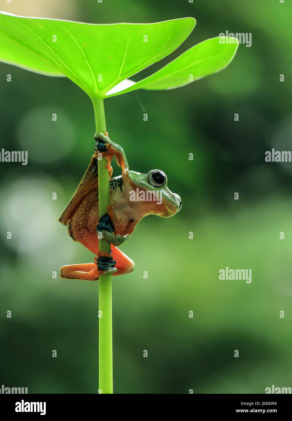 JAKARTA, INDONESIA: A CLEVER tree frog has been snapped using a leaf to ...
