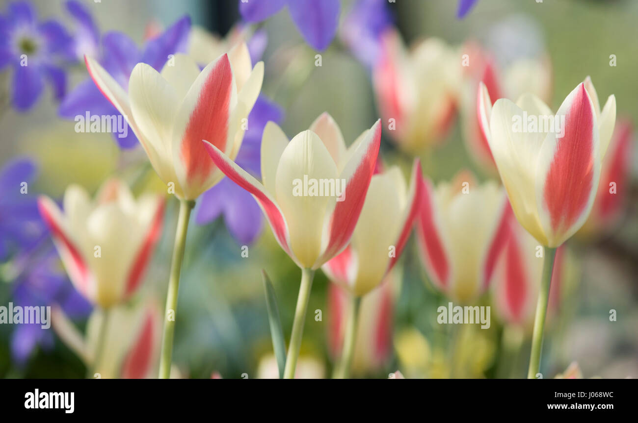 Tinka hi-res stock photography and images - Alamy