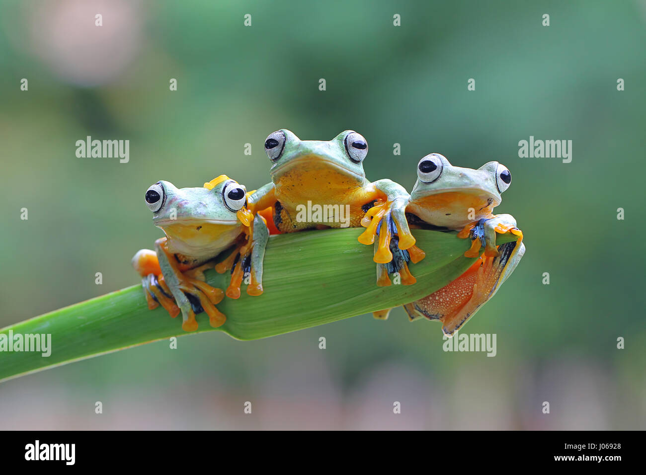 JAKARTA, INDONESIA: CUTE pictures of three little tree frogs enjoying ...