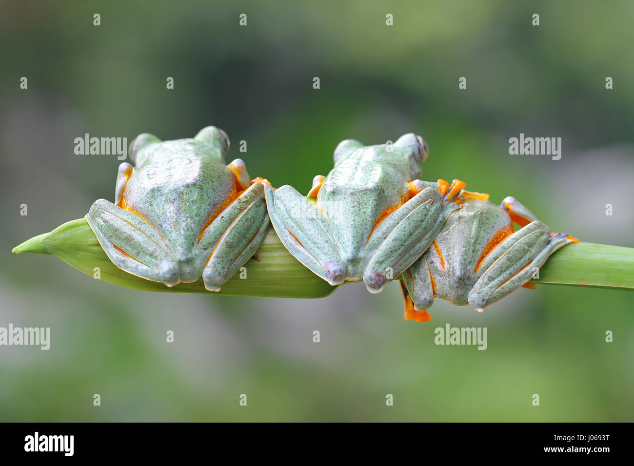 JAKARTA, INDONESIA: CUTE pictures of three little tree frogs enjoying ...