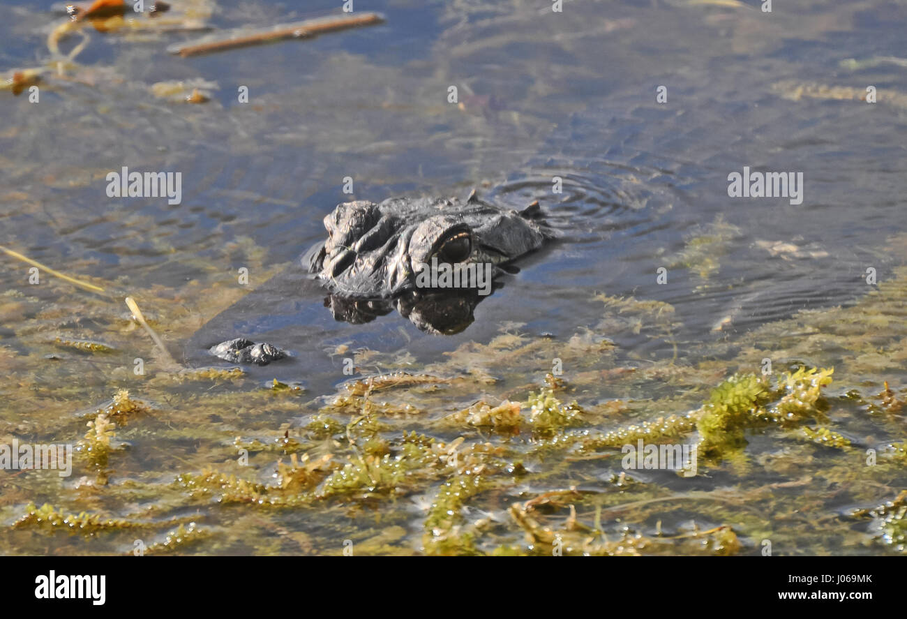FLORIDA, USA: HILARIOUS images show alligators adopting undercover ...