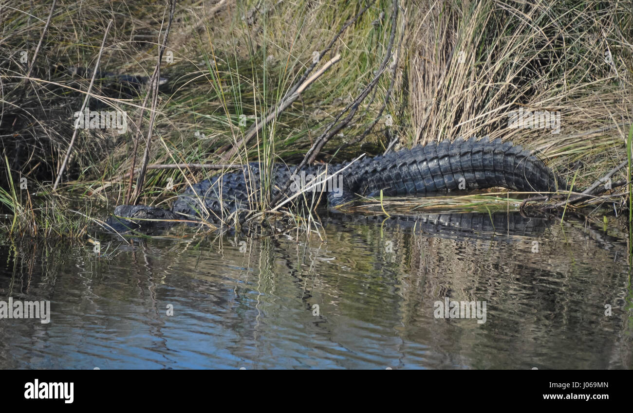 FLORIDA, USA: HILARIOUS images show alligators adopting undercover ...