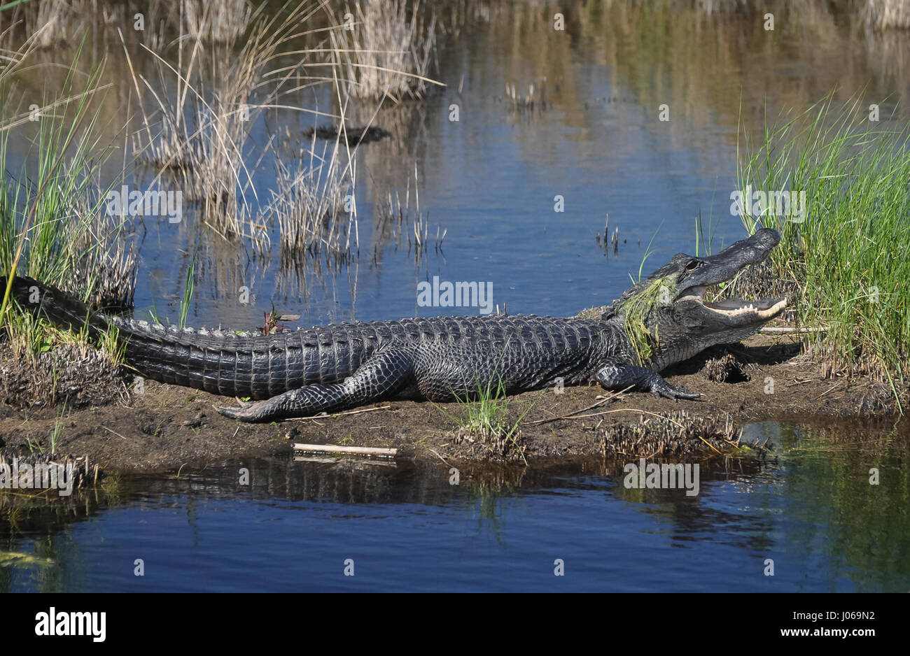 FLORIDA, USA: HILARIOUS images show alligators adopting undercover ...