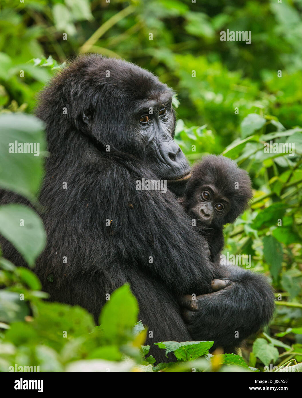 Silverback gorillas hi-res stock photography and images - Alamy
