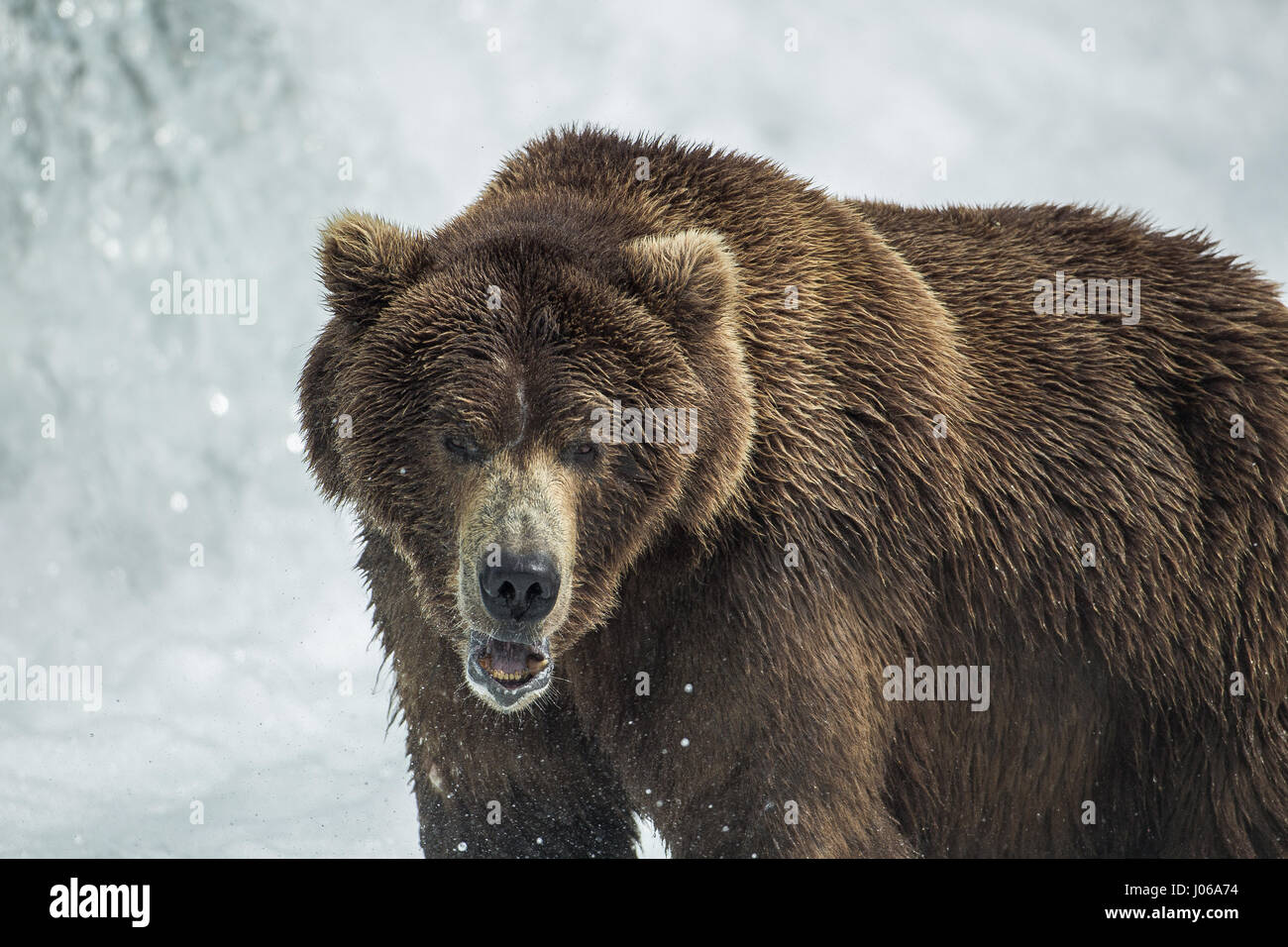 EXPLOSIVE pictures by a British photographer show a hungry brown bear ...