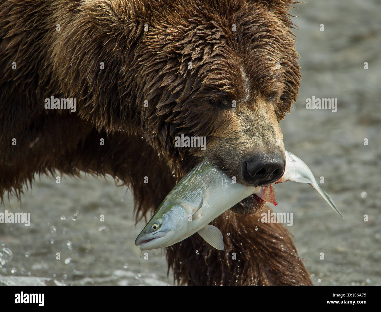 EXPLOSIVE pictures by a British photographer show a hungry brown bear ...
