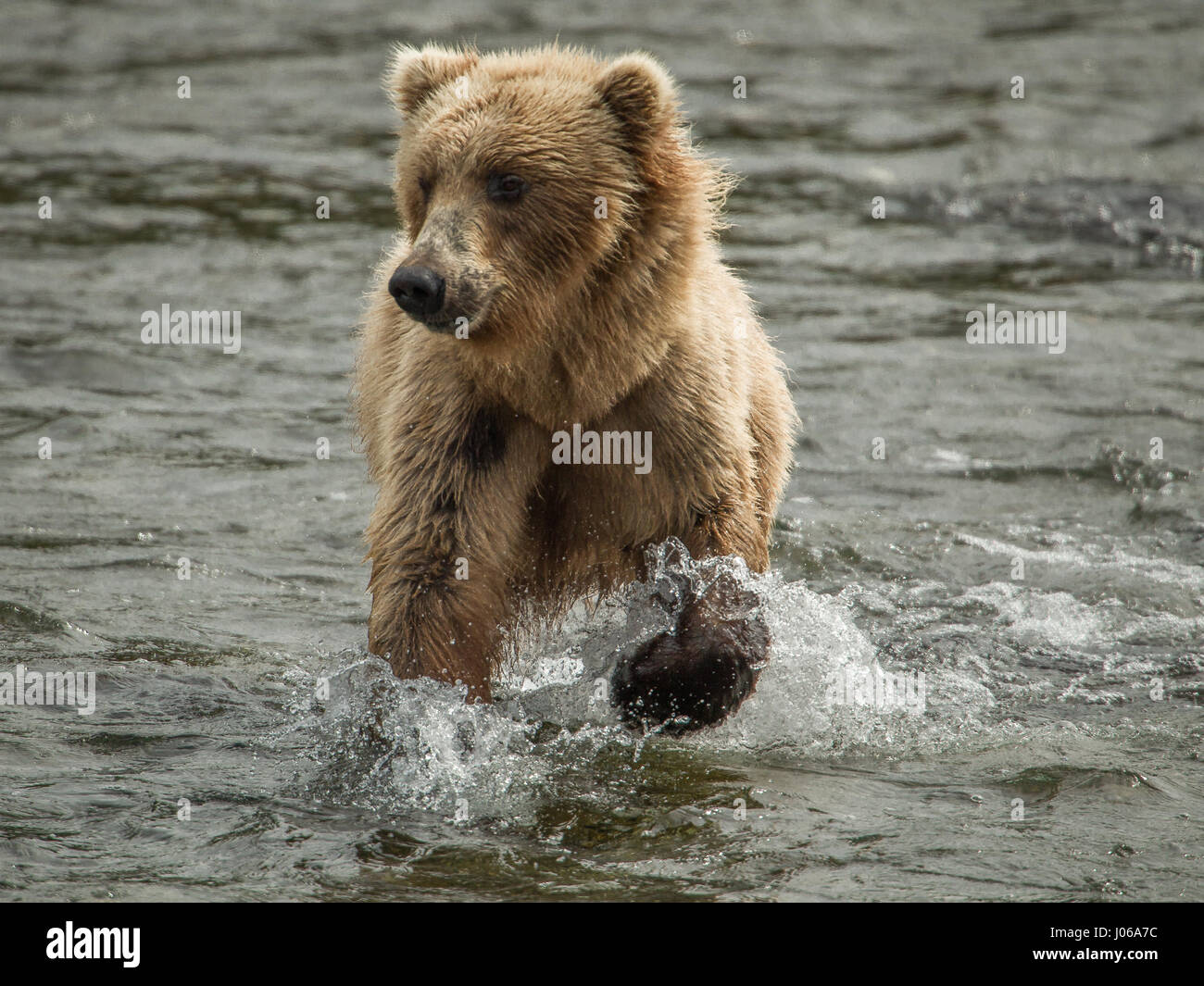 EXPLOSIVE pictures by a British photographer show a hungry brown bear ...