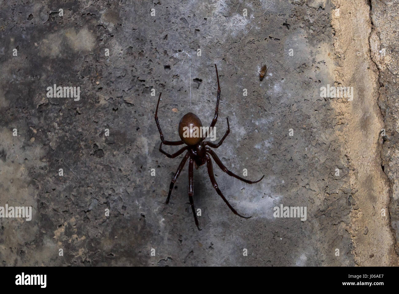 One the many European cave spiders that reside in the tunnels. WATFORD ...