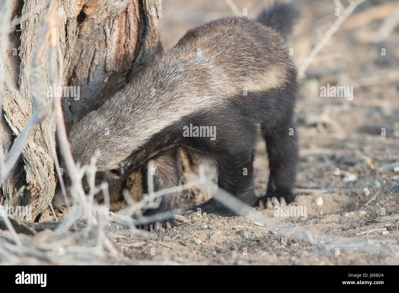 KGALAGADI TRANSFRONTIER PARK, SOUTH AFRICA AND BOTSWANA: The honey ...