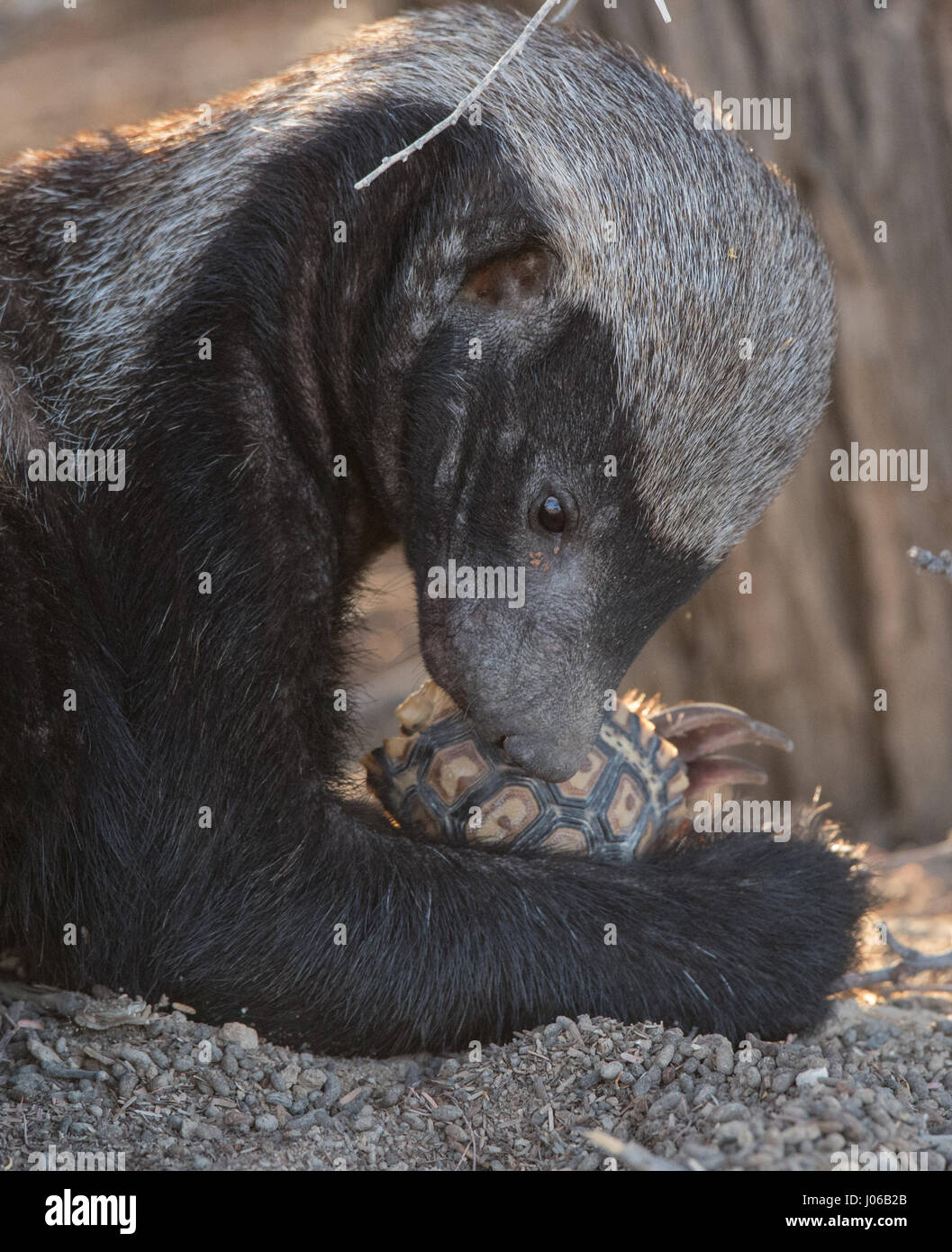 KGALAGADI TRANSFRONTIER PARK, SOUTH AFRICA AND BOTSWANA: The honey ...