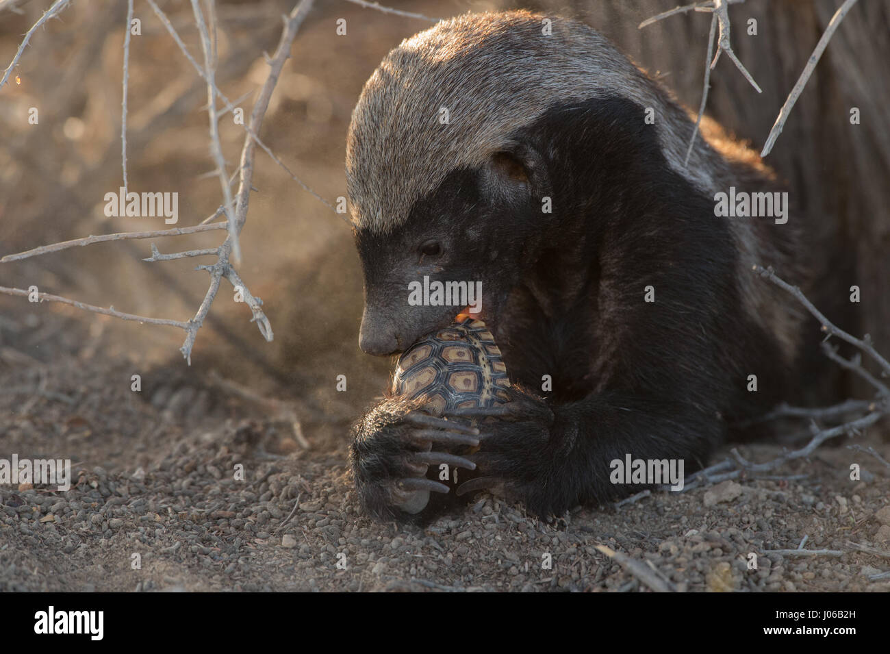 KGALAGADI TRANSFRONTIER PARK, SOUTH AFRICA AND BOTSWANA: The honey ...