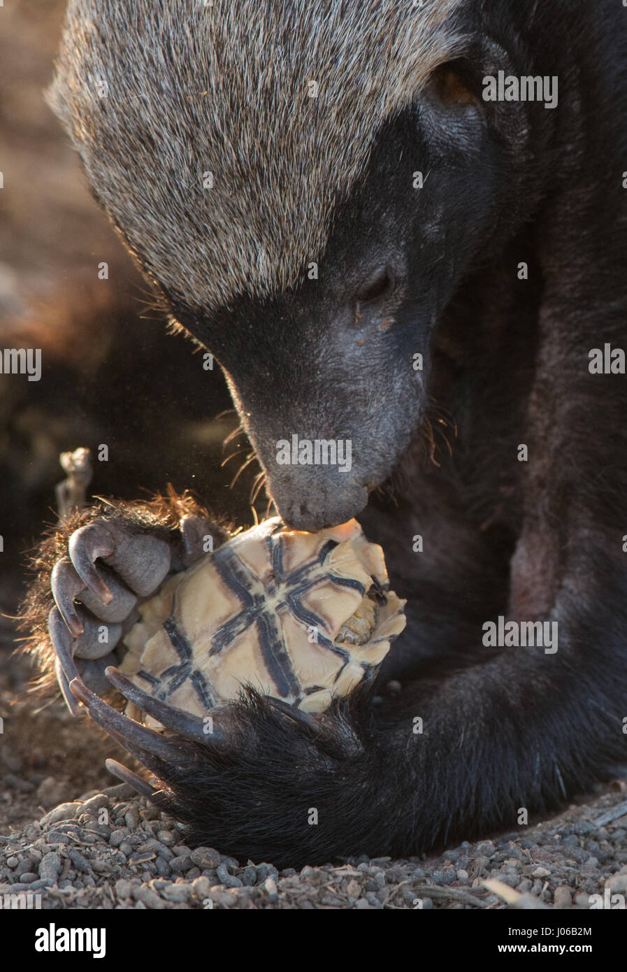 KGALAGADI TRANSFRONTIER PARK, SOUTH AFRICA AND BOTSWANA: The honey ...