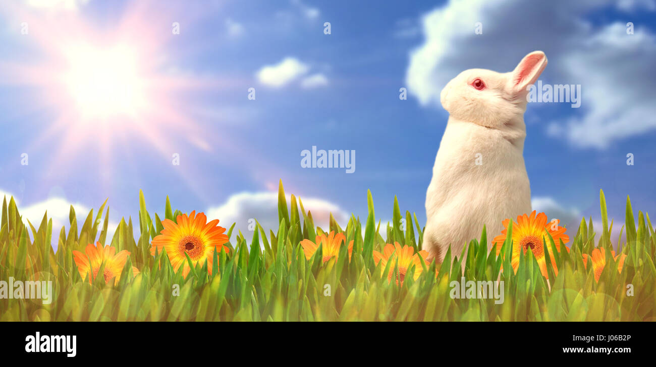 Side view of cute rabbit against sky and clouds Stock Photo - Alamy