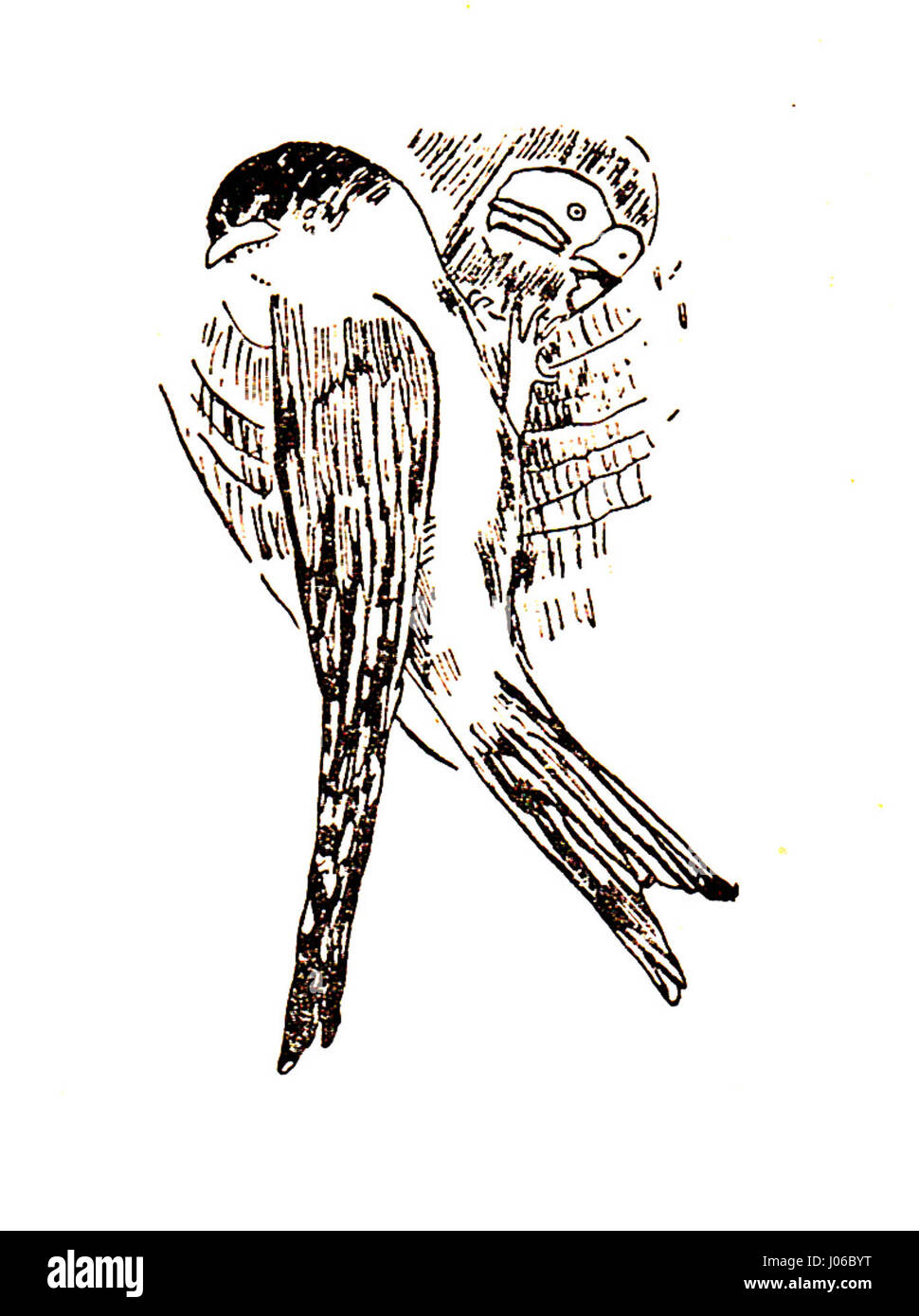 'Rândunica' by George Topîrceanu is a poetic painting featuring a ...