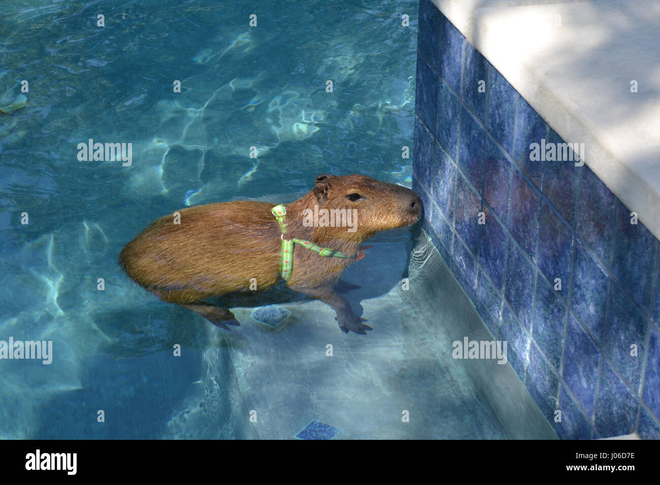 LAS VEGAS, USA: A HILARIOUS video has caught a giant aquatic celebrity ...