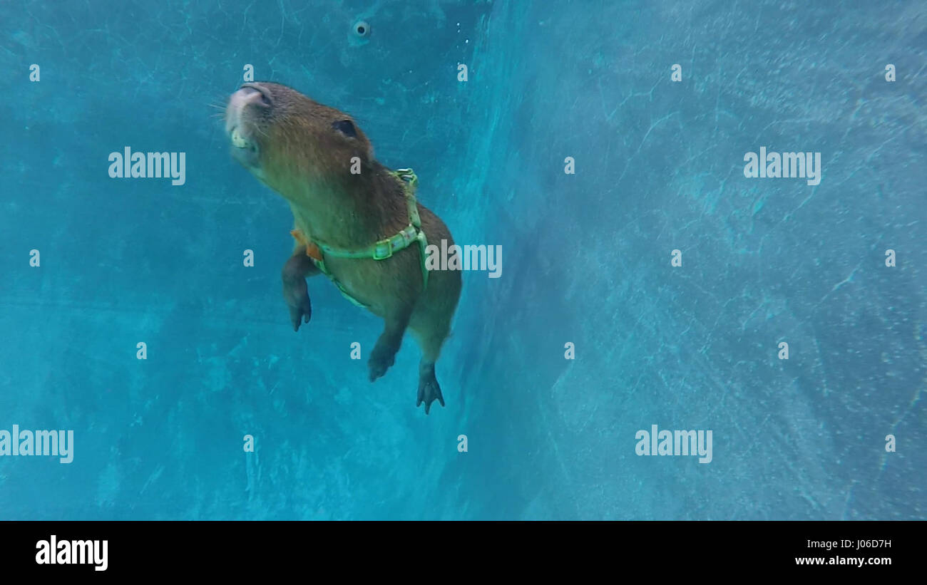 Capybara diving hi-res stock photography and images - Alamy