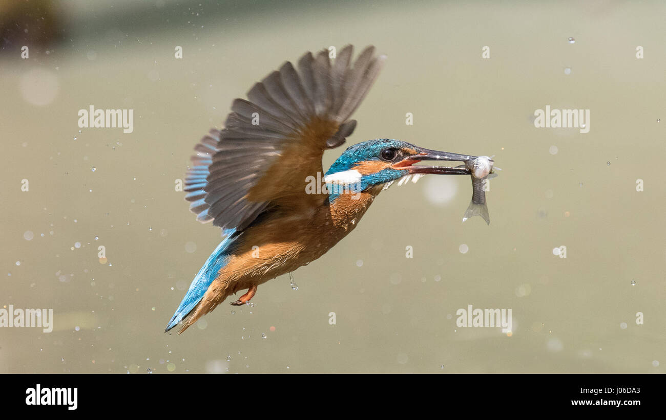A hungry kingfisher emerges from the water with its fish lunch in tow ...