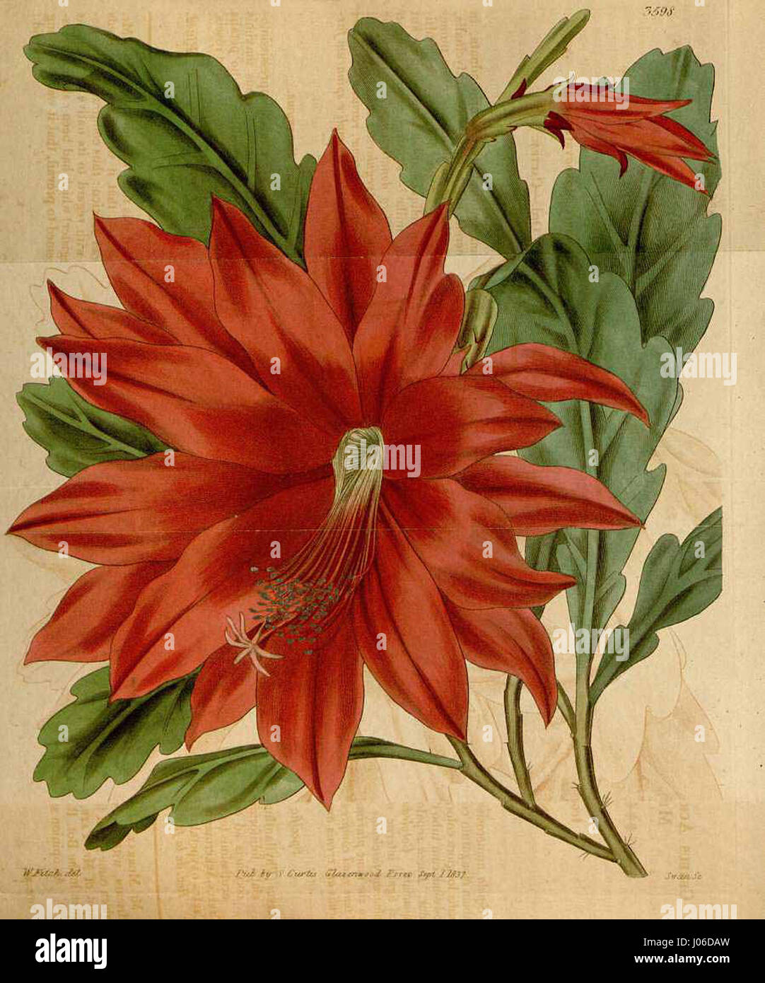 'Disocactus ackermannii' is a species of cactus depicted in Curtis's ...