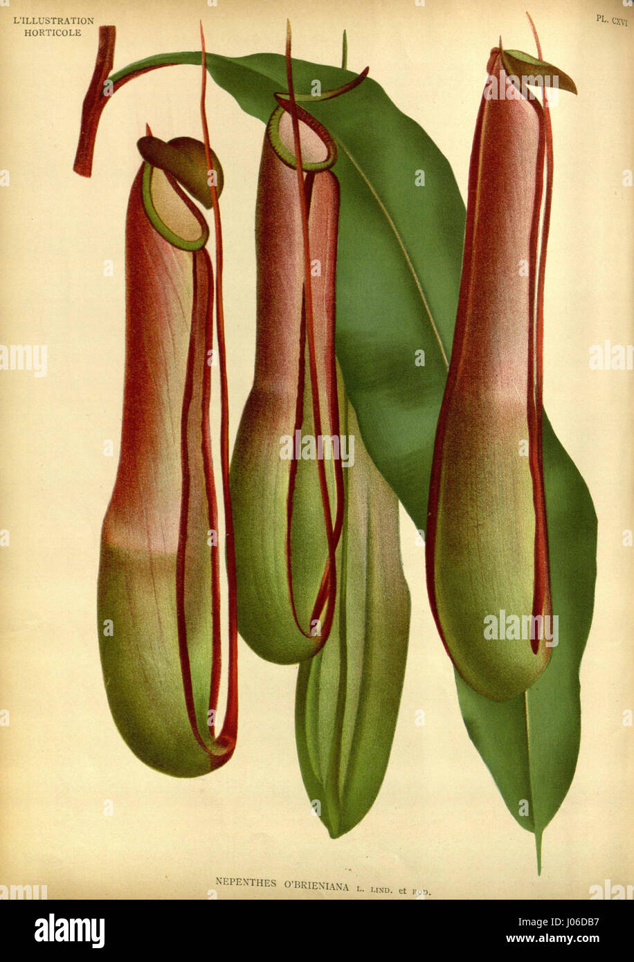 This 1890 botanical illustration features the Nepenthes obrieniana, a ...