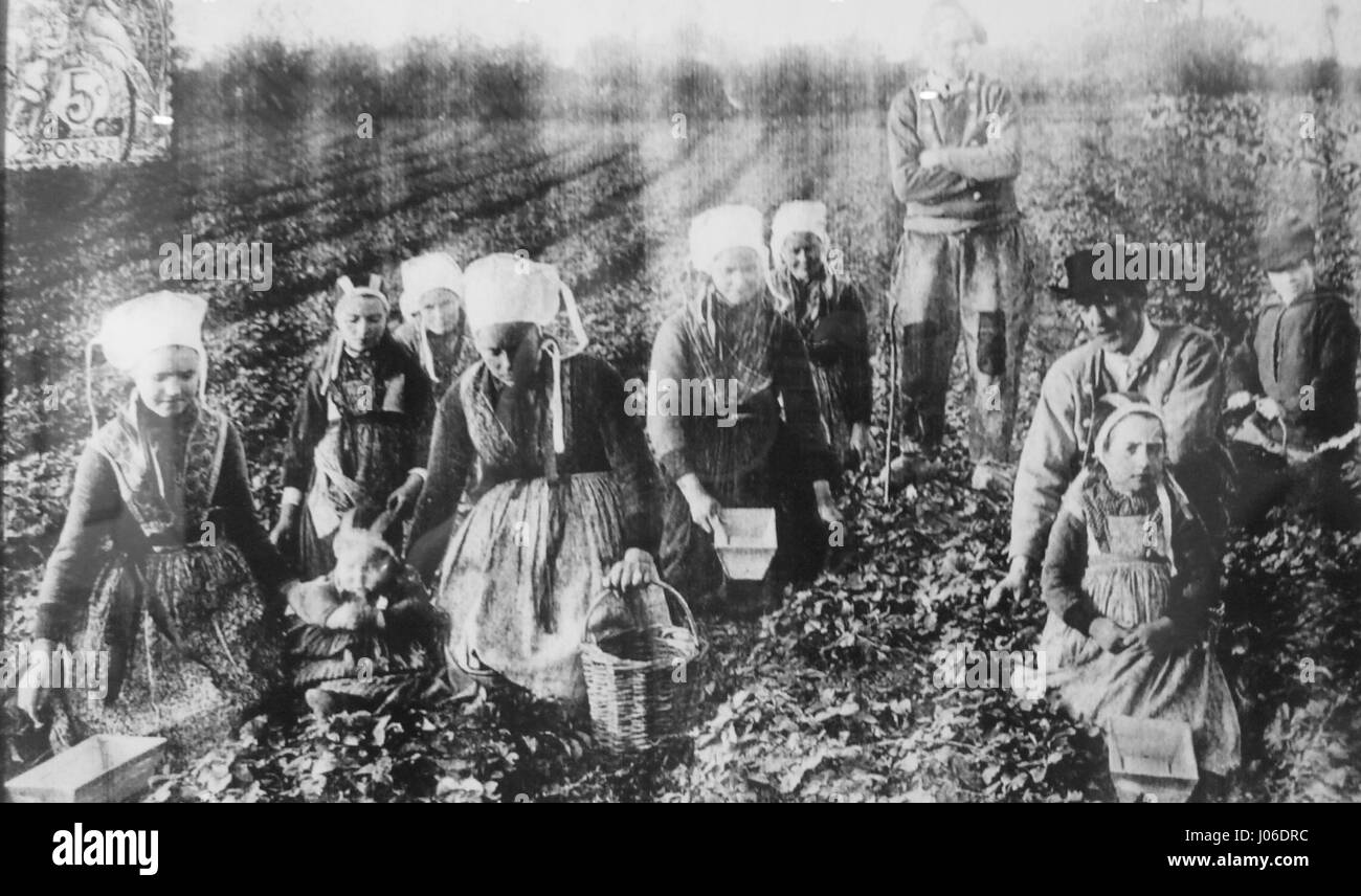 This photograph shows the strawberry harvest in Plougastel, a town in ...