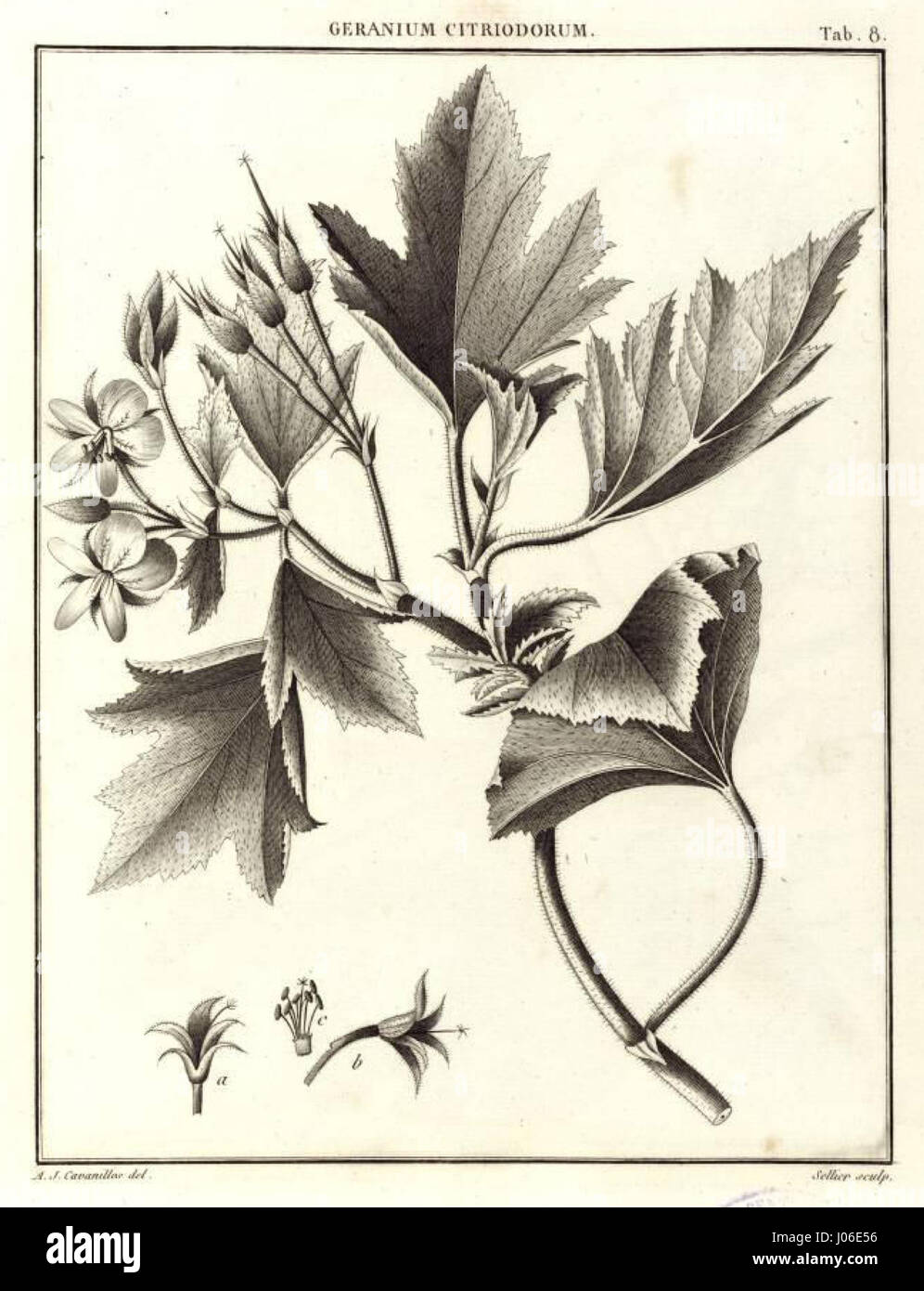 Pelargonium x citriodorum, also known as the citronella geranium, is a ...