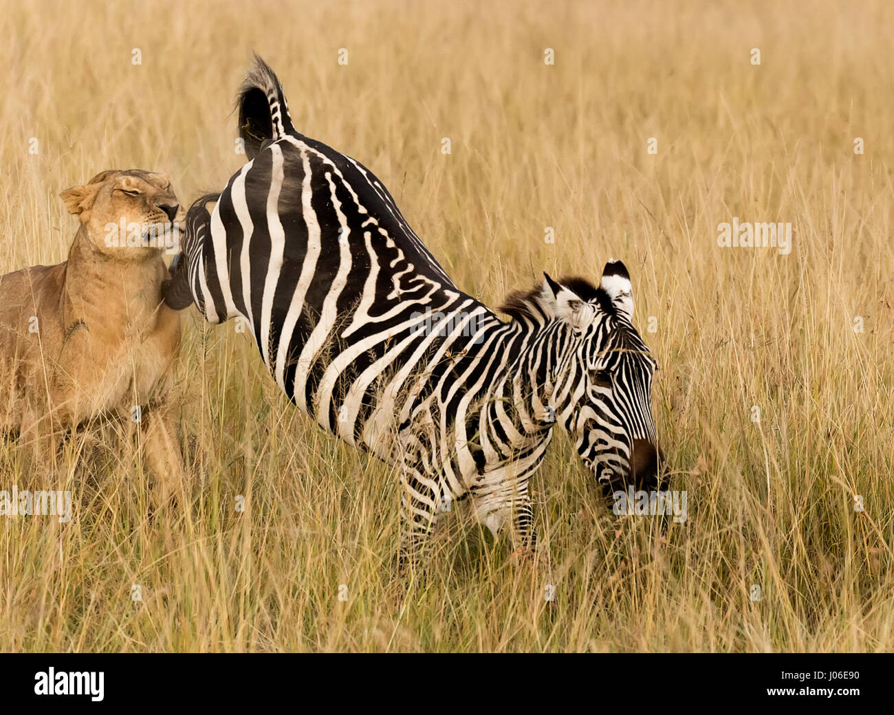 Lion Fight Zebra