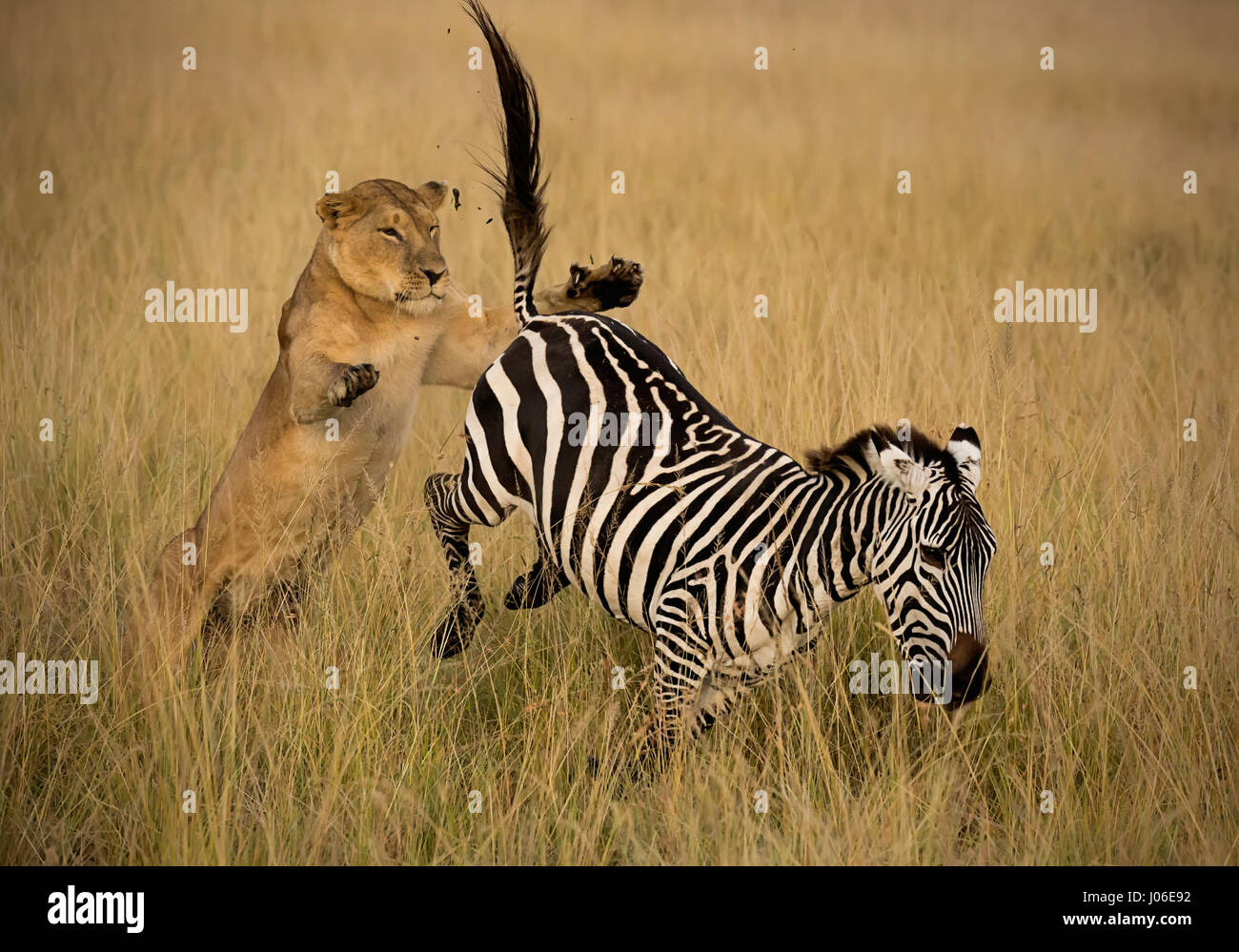 MASAI MARA, KENYA: REMARKABLE action photos have caught a hungry ...