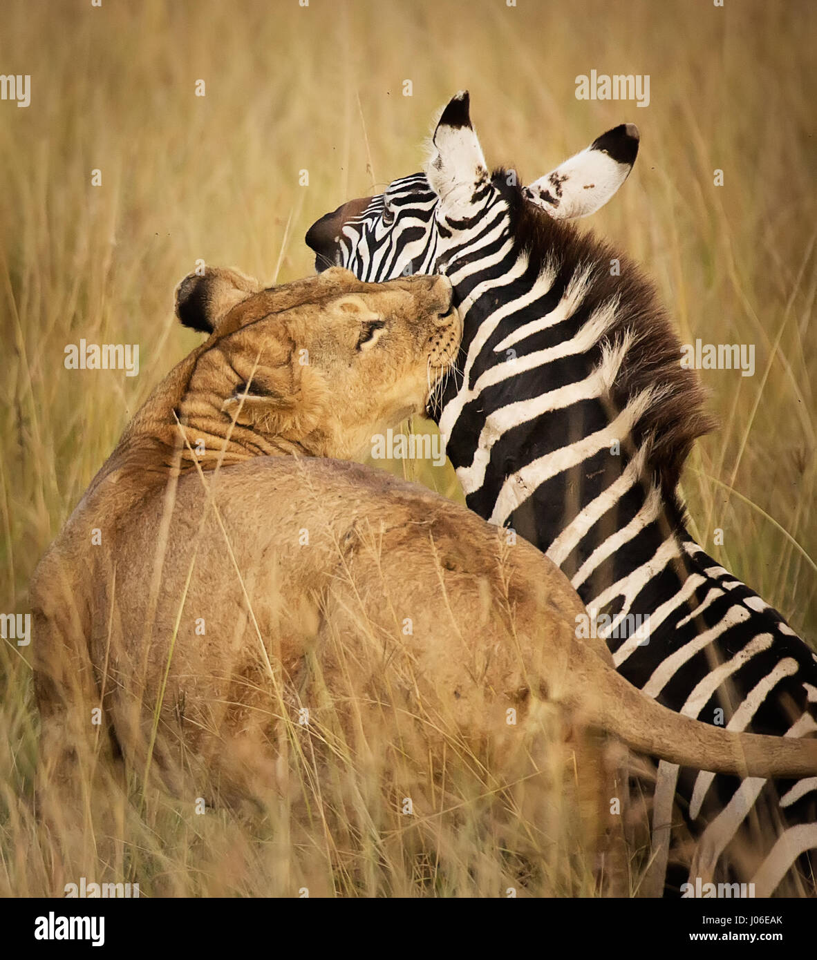 Lioness hunt zebra hi-res stock photography and images - Alamy