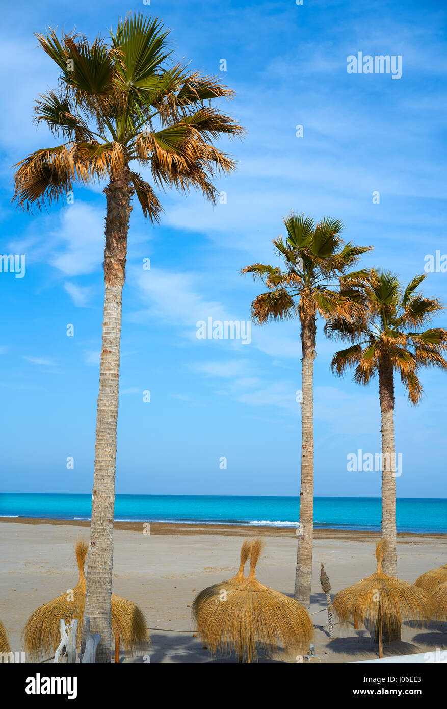 Valencia palm trees hi-res stock photography and images - Alamy