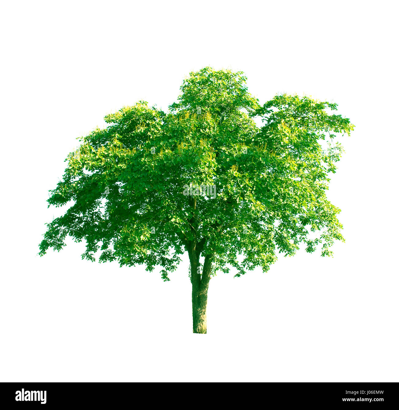 Isolated tree on white background Stock Photo - Alamy