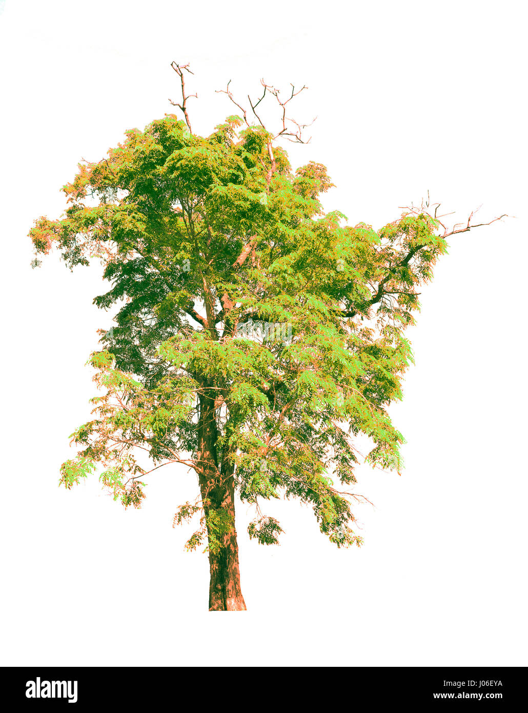 Isolated tree on white background Stock Photo - Alamy
