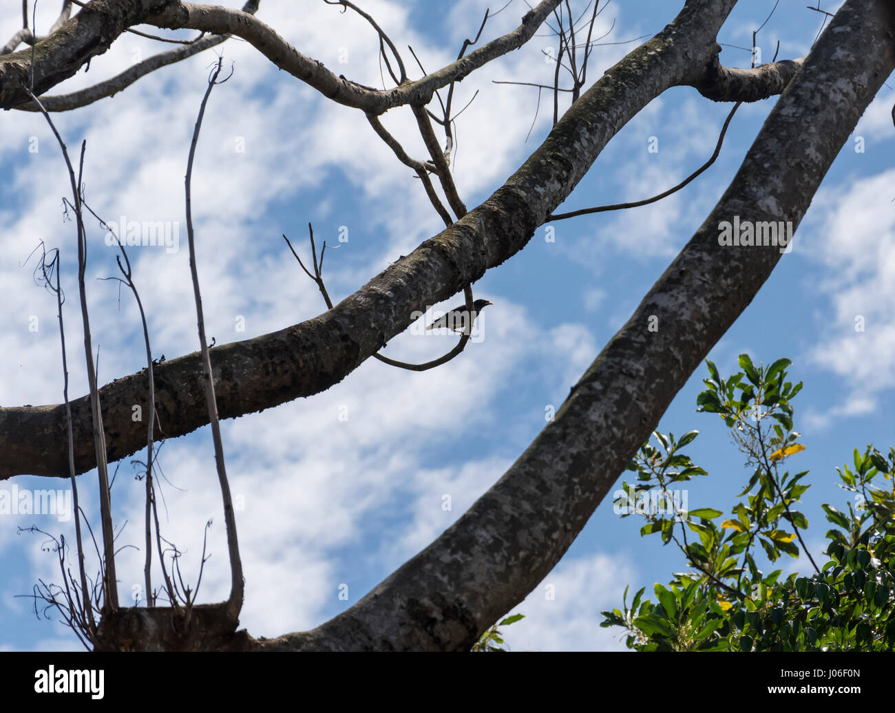 A lone bird on a dead tree branch Stock Photo - Alamy
