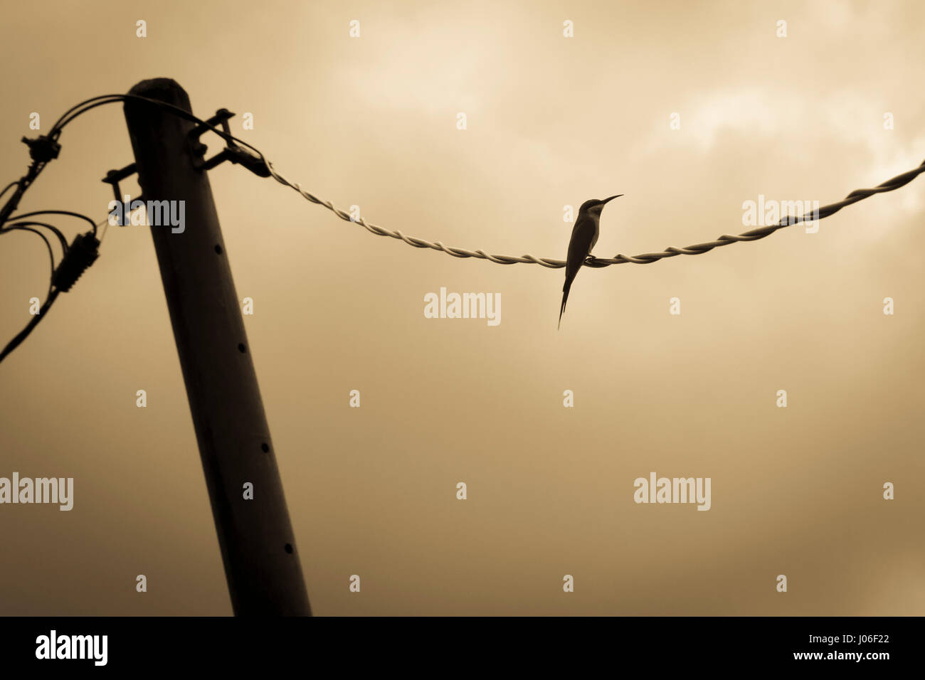 Lone bird hi-res stock photography and images - Alamy