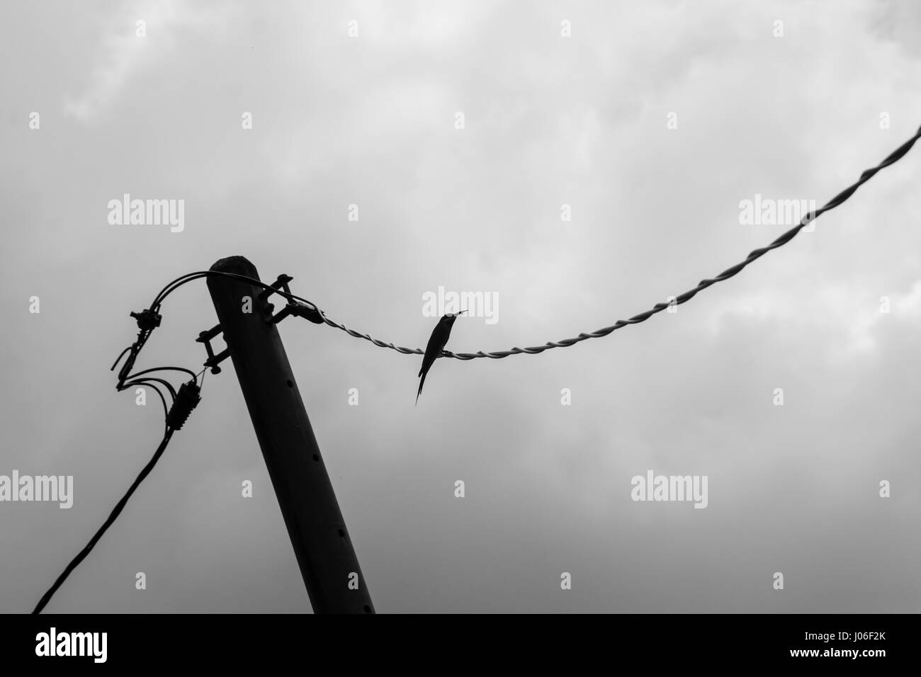 Bee eater Black and White Stock Photos & Images - Alamy