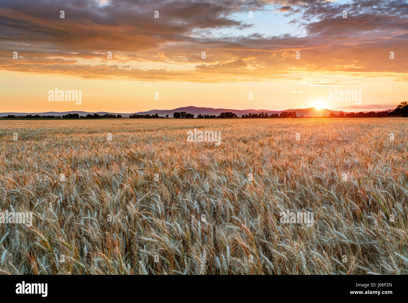 Field wheat sunset hi-res stock photography and images - Alamy