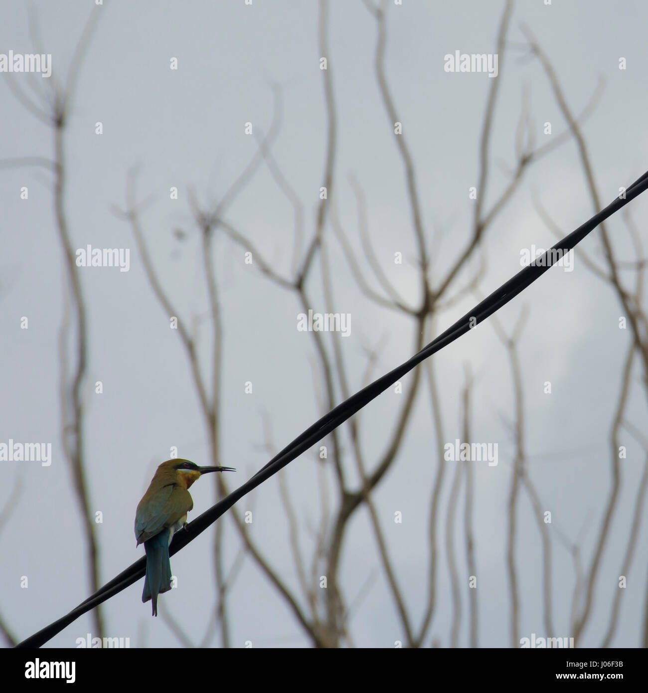 Bee eater bird on a lookout Stock Photo - Alamy
