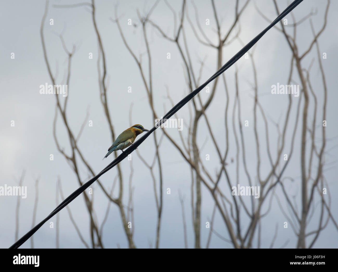 Bee eater bird hi-res stock photography and images - Alamy