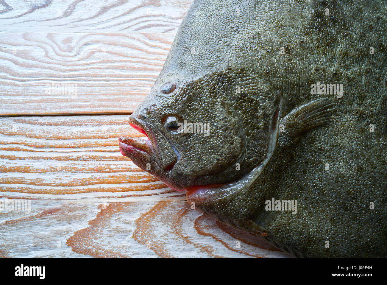 Turbot fish hi-res stock photography and images - Alamy