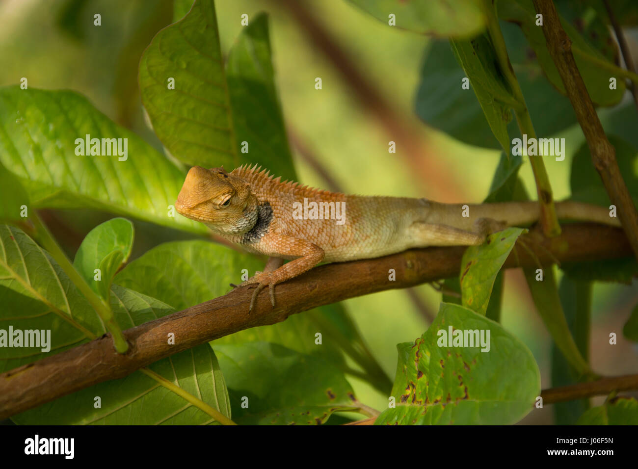 Lizards hi-res stock photography and images - Alamy