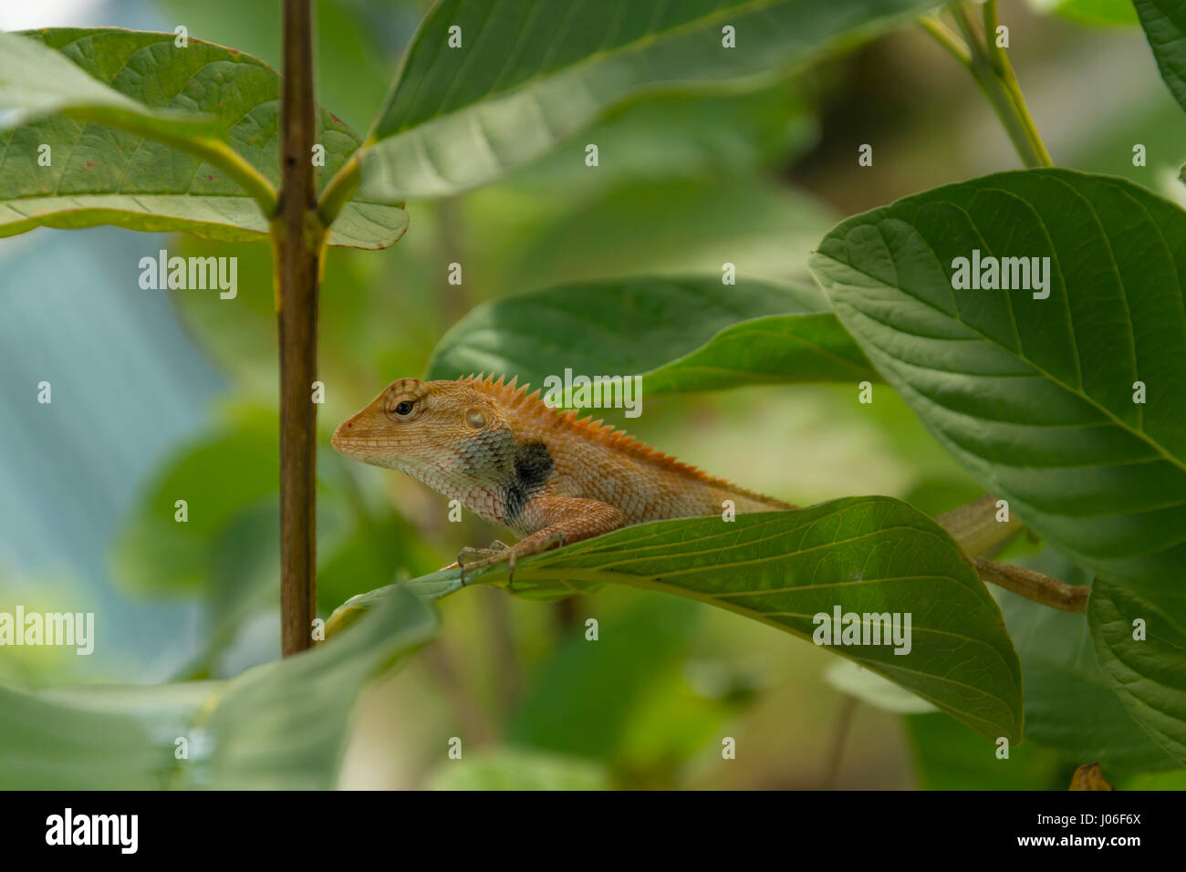 Local lizards at the garden guava tree Stock Photo - Alamy