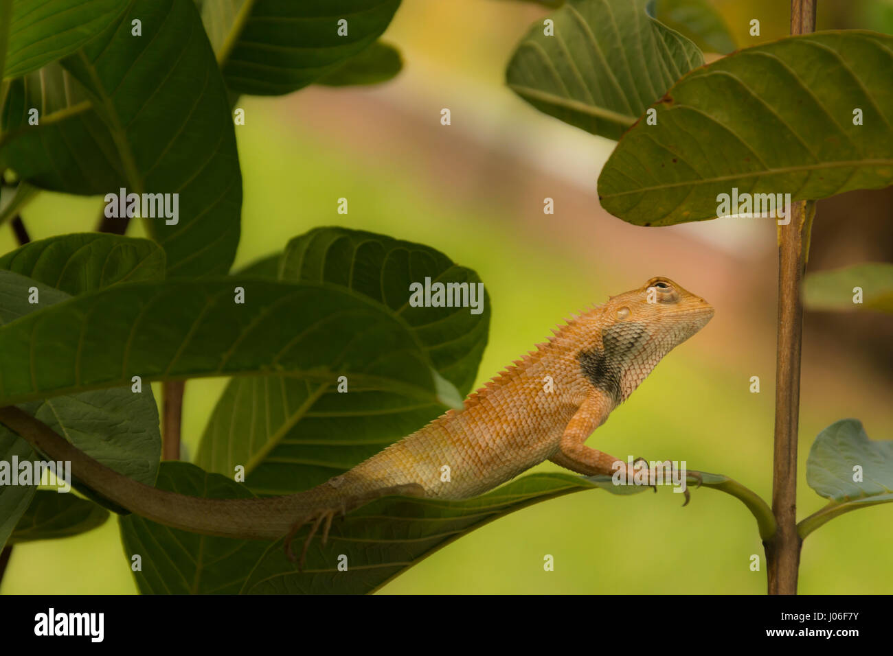 Local lizards at the garden guava tree Stock Photo - Alamy