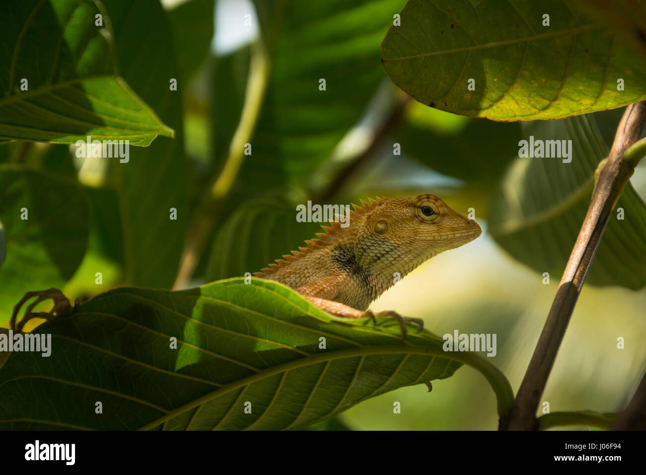 Local lizards at the garden guava tree Stock Photo - Alamy