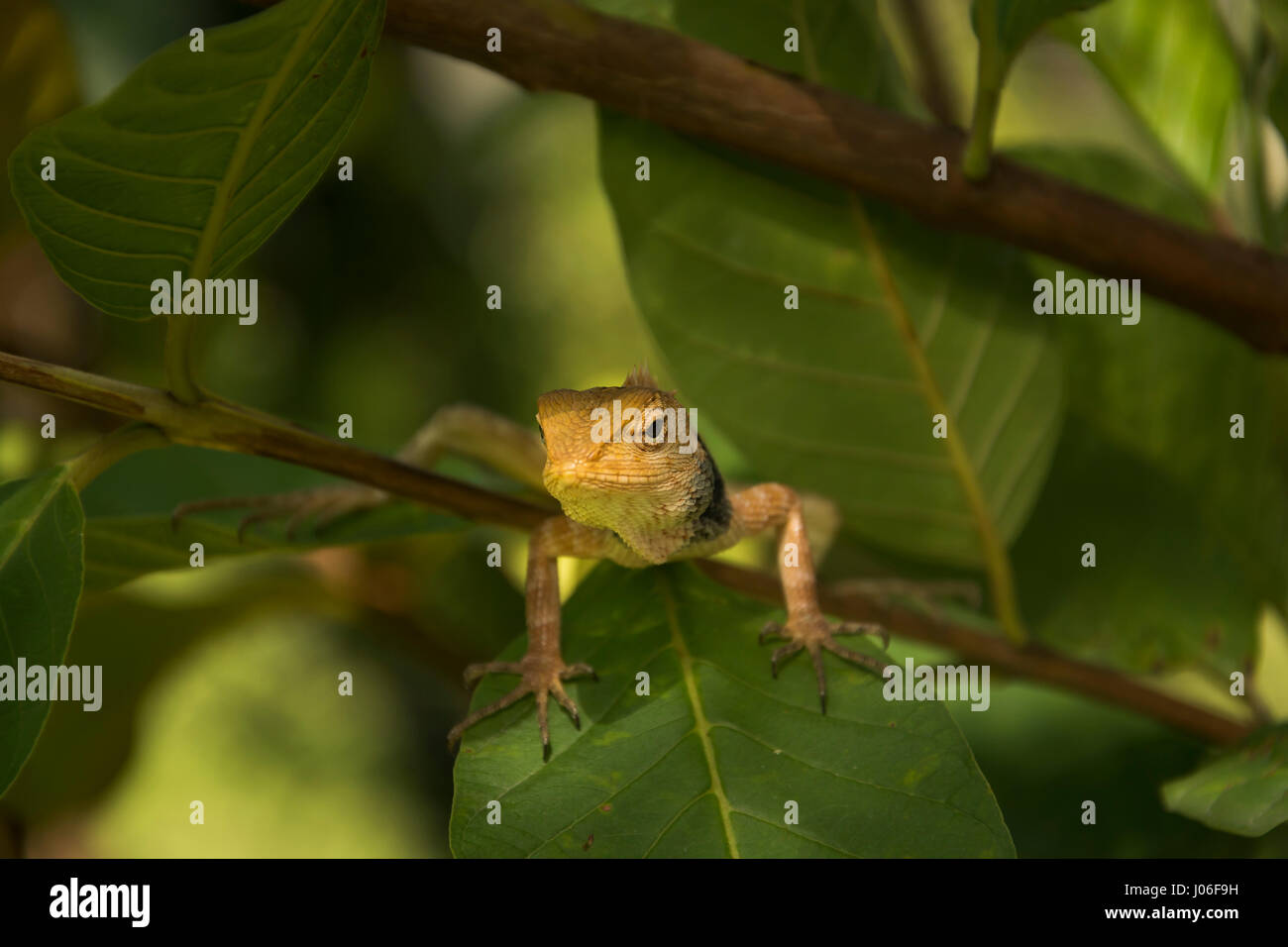 Lizards hi-res stock photography and images - Alamy