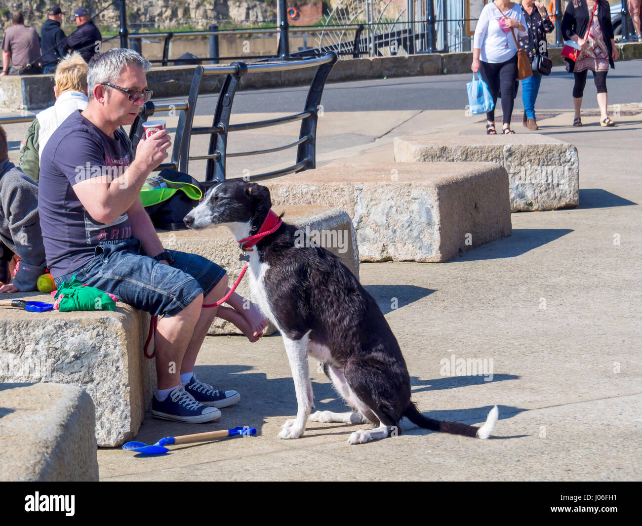 Black lurcher hi-res stock photography and images - Alamy