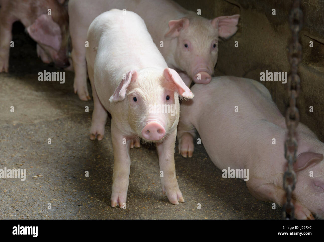Cross breed pig hi-res stock photography and images - Alamy