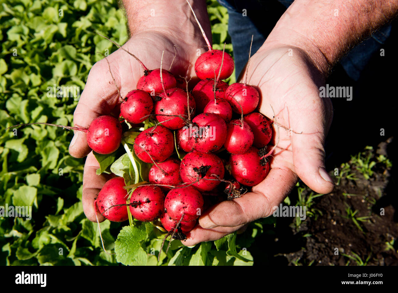 A general view of the new season Raddish Crop at Feltwell Growers Farm ...