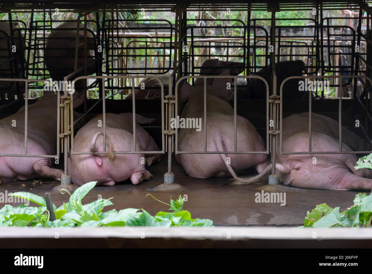 At the piggy farm Stock Photo - Alamy