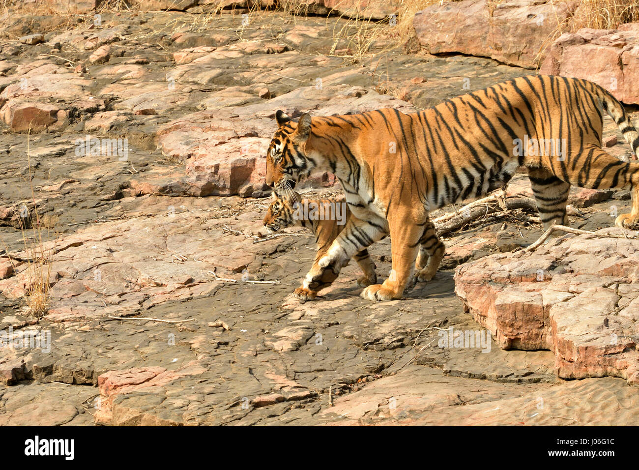 Young tiger cub walk hi-res stock photography and images - Alamy