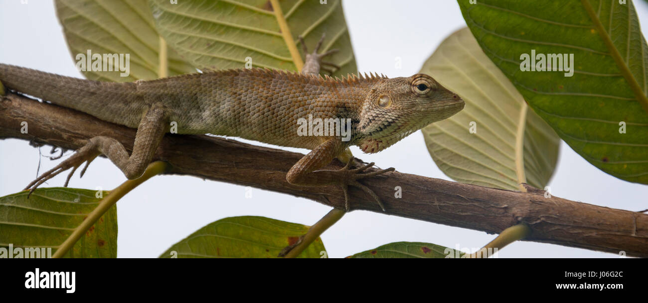 Draco lizard hi-res stock photography and images - Alamy