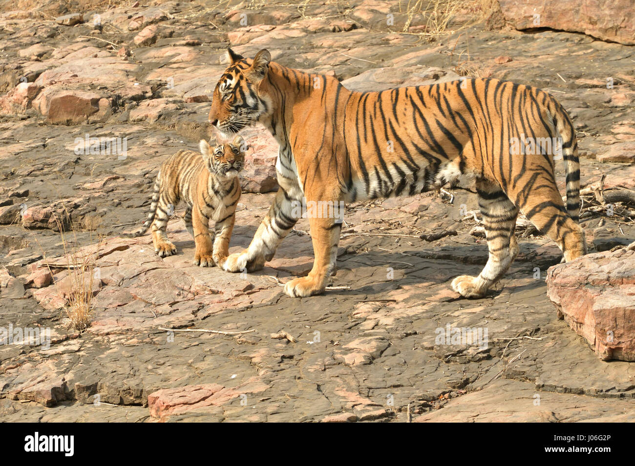 Young tiger cub walk hi-res stock photography and images - Alamy